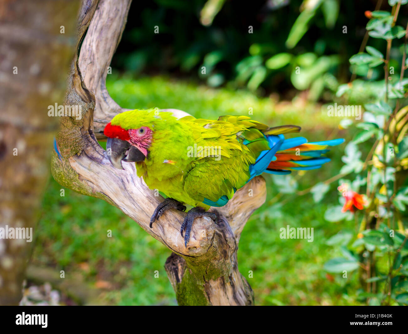 Macaw claw hi-res stock photography and images - Alamy