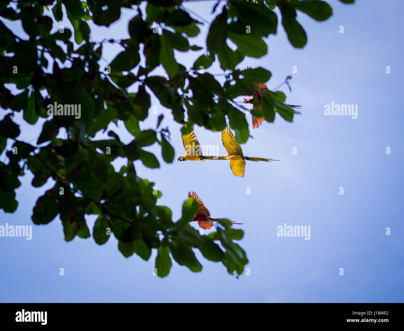 Flying Beautiful Macaw Stock Photo - Alamy