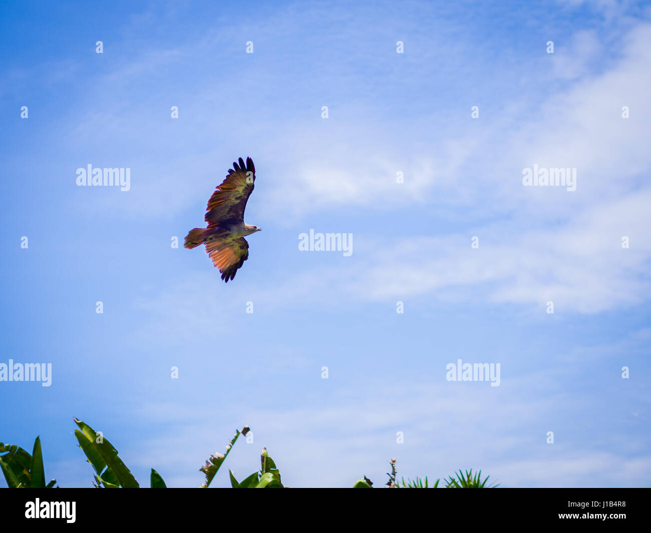 Strong bird hi-res stock photography and images - Alamy