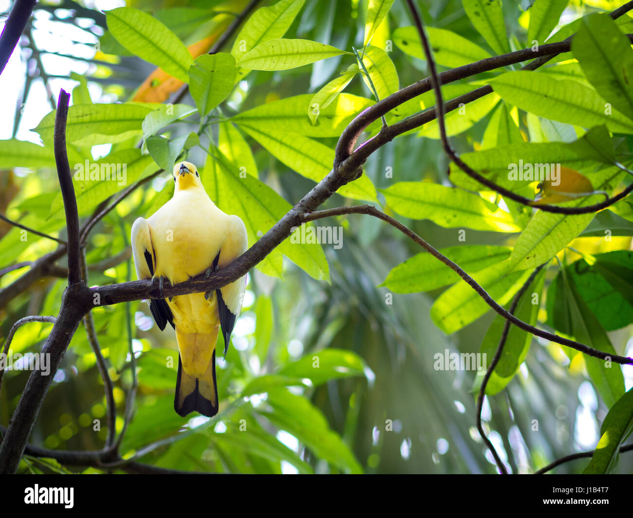 Yellow Bird on Trunk Stock Photo - Alamy