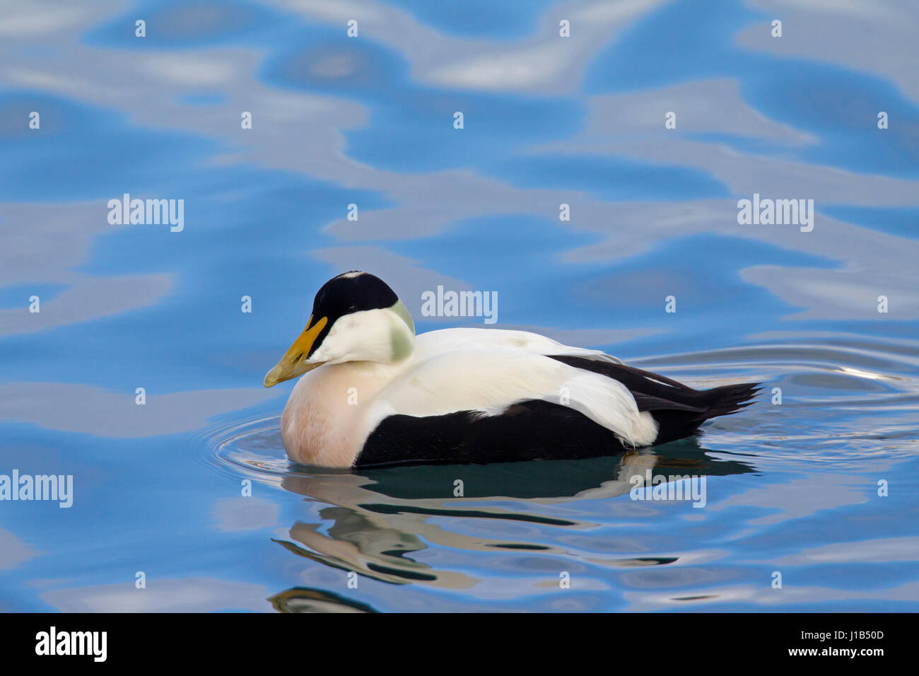 Common eider (Somateria mollissima) male in breeding plumage swimming ...