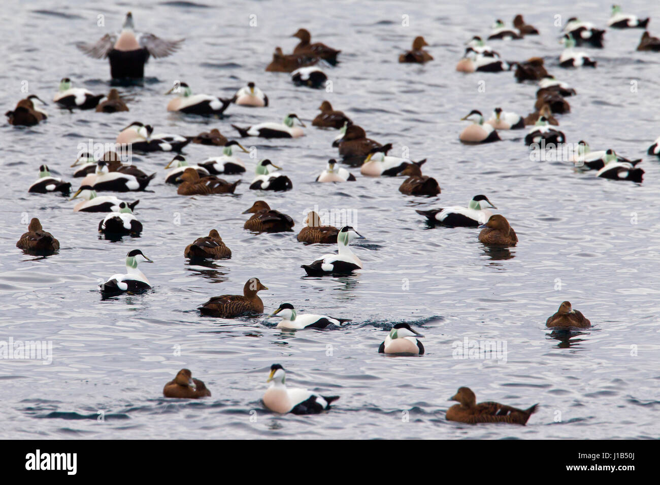 Common Eiders High Resolution Stock Photography and Images - Alamy