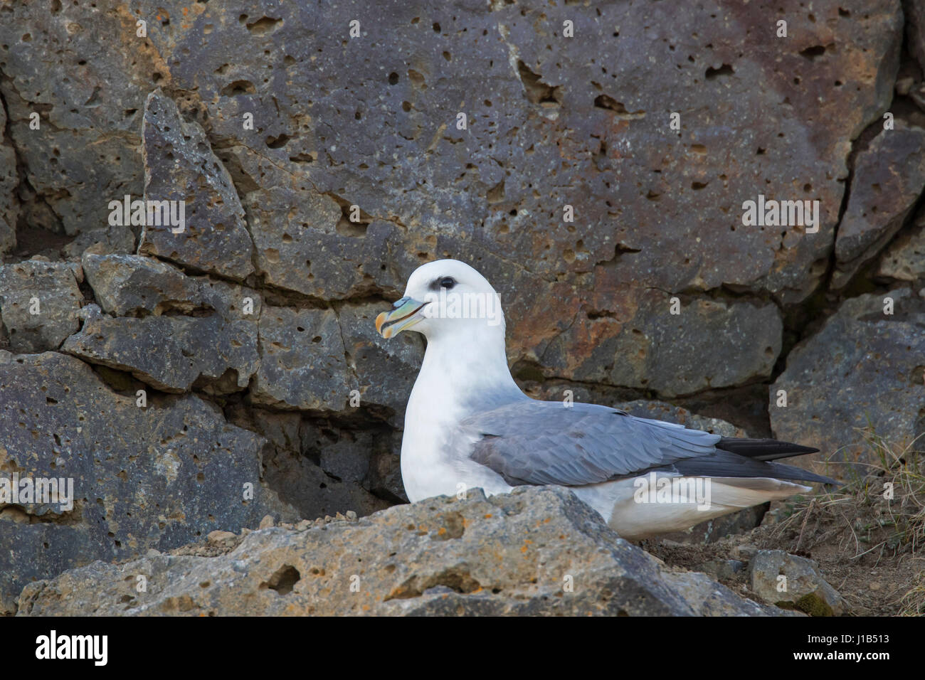 Northern fulmar / Arctic fulmar (Fulmarus glacialis) sitting on rock ...