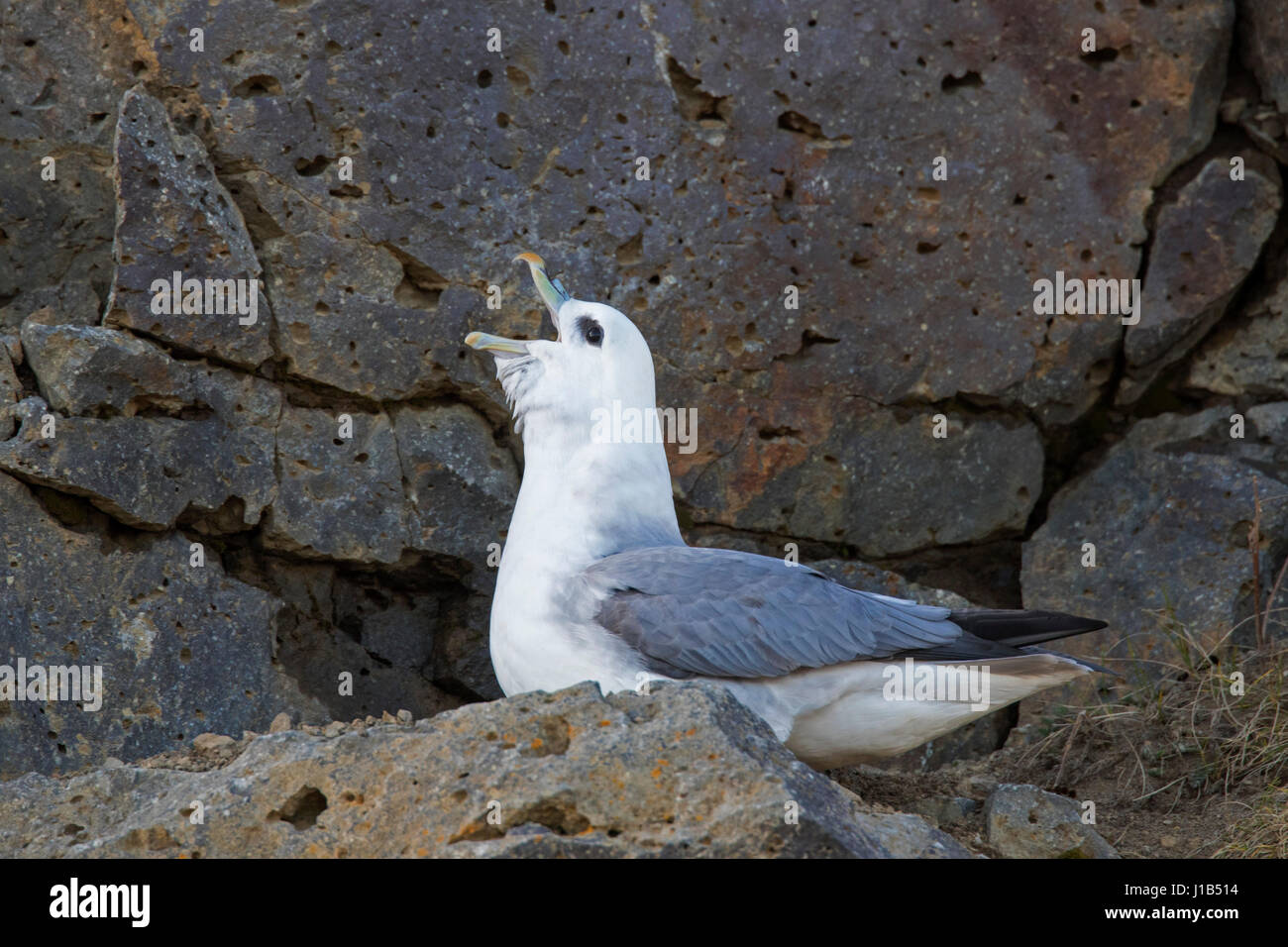Northern fulmar / Arctic fulmar (Fulmarus glacialis) calling from rock ...