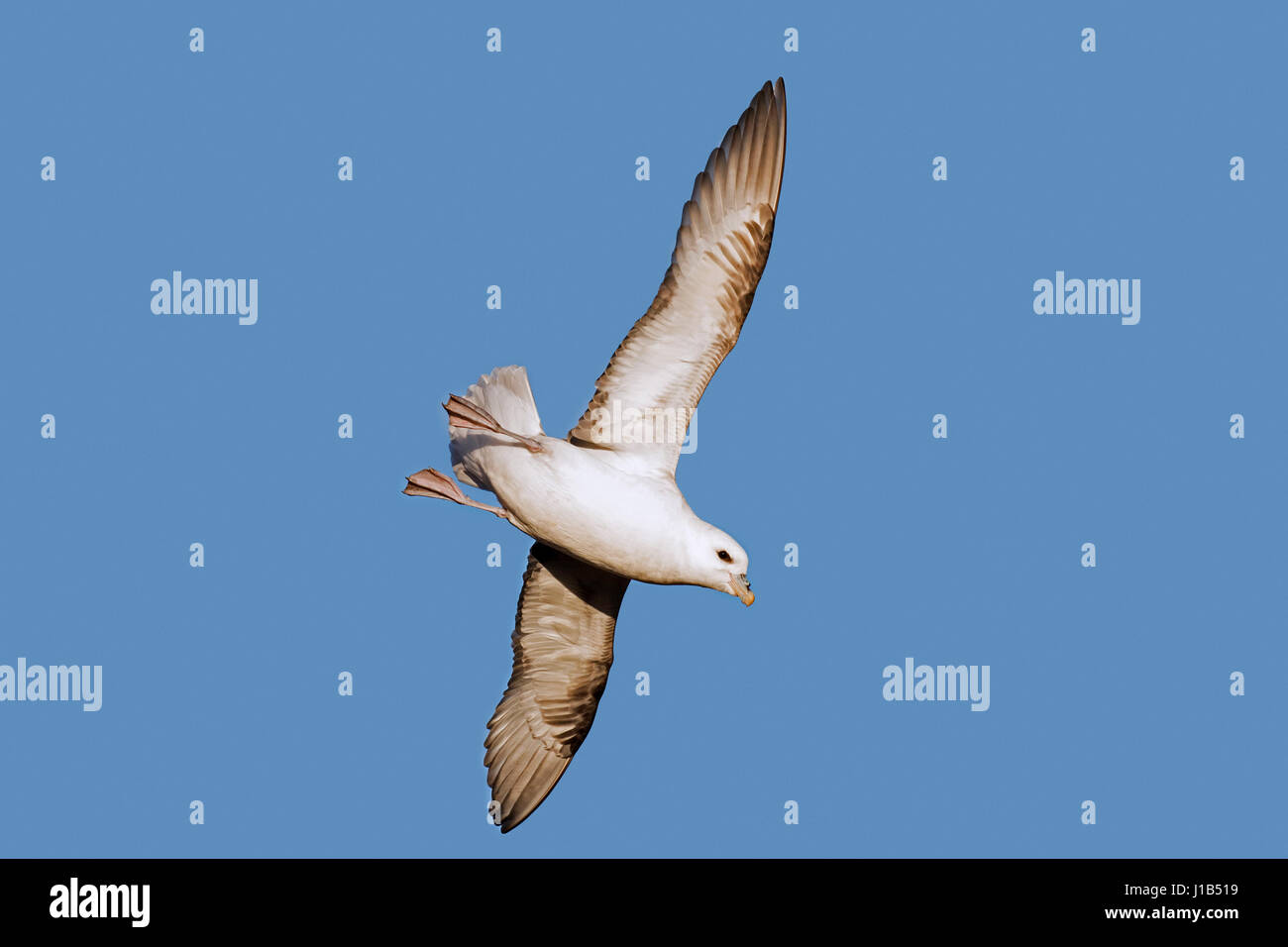 Northern fulmar / Arctic fulmar (Fulmarus glacialis) in flight against ...