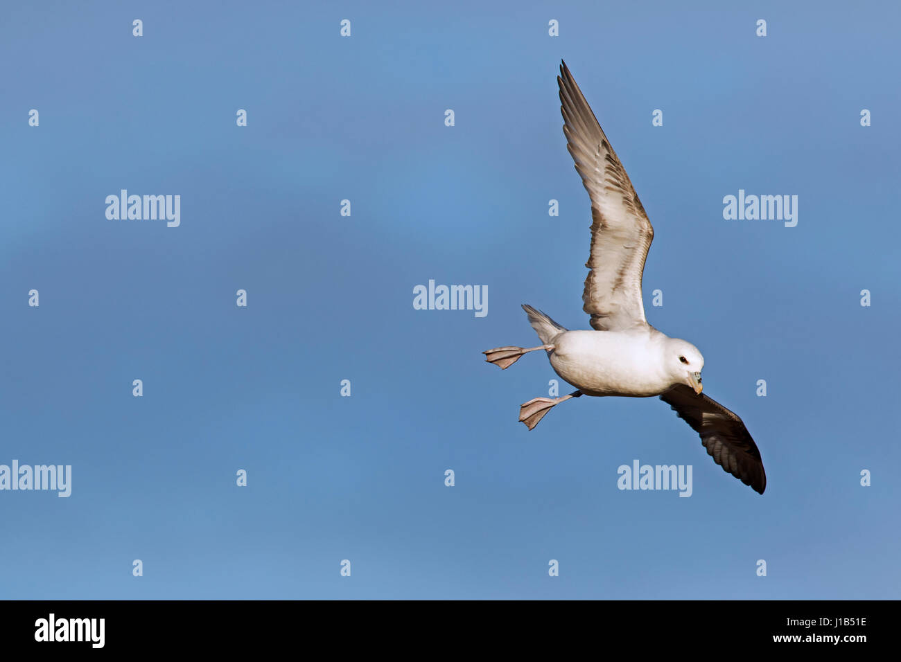 Northern fulmar / Arctic fulmar (Fulmarus glacialis) in flight against ...