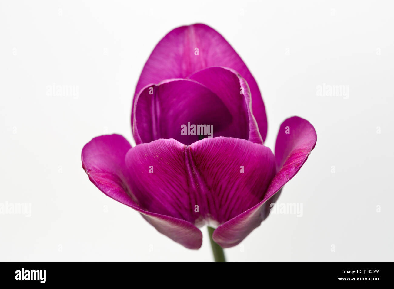 Beautiful violet tulip closeup against white background Stock Photo - Alamy