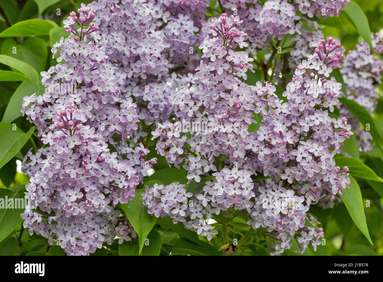 branch of violet lilac closeup Stock Photo - Alamy