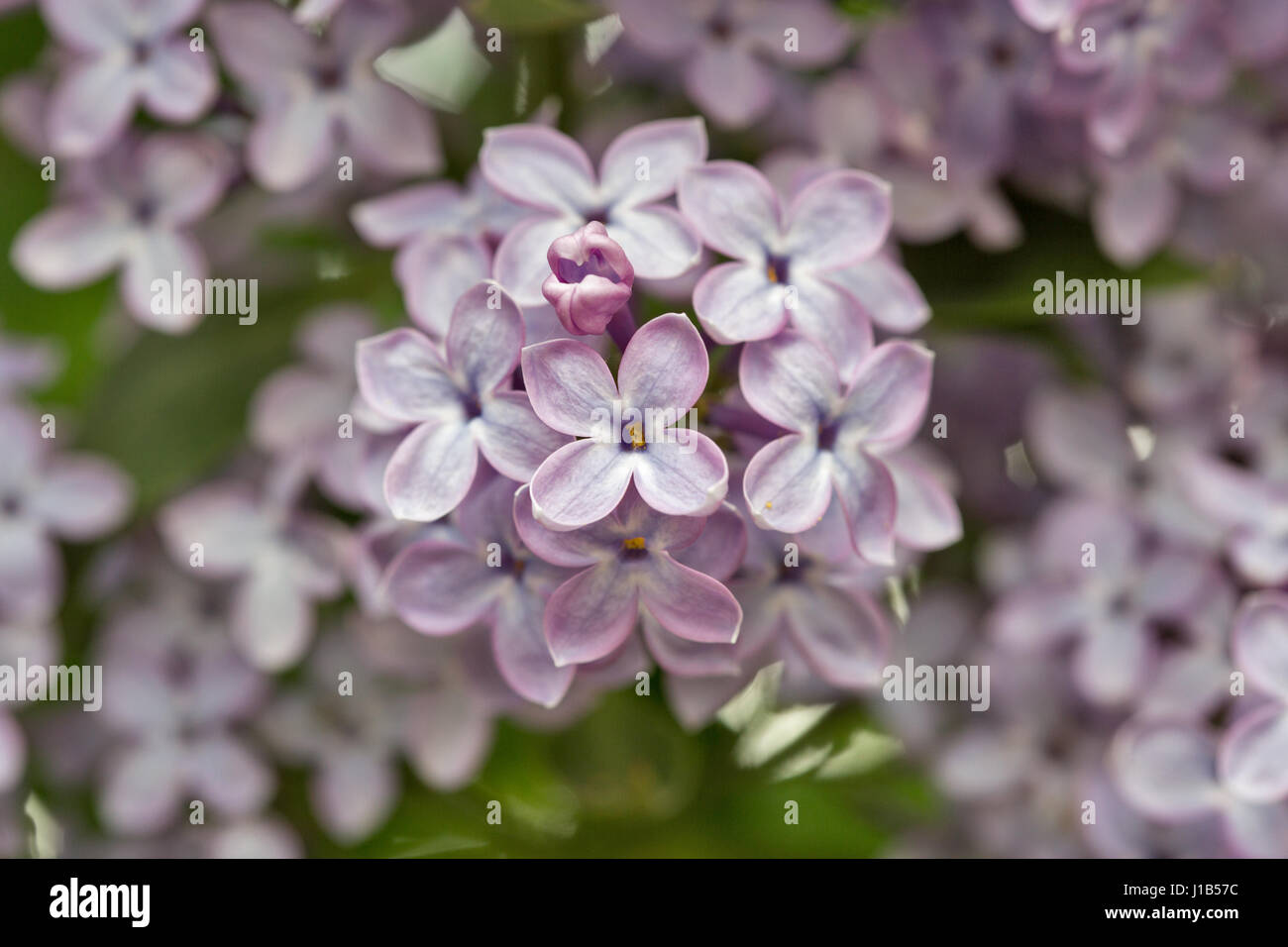 branch of violet lilac closeup Stock Photo - Alamy