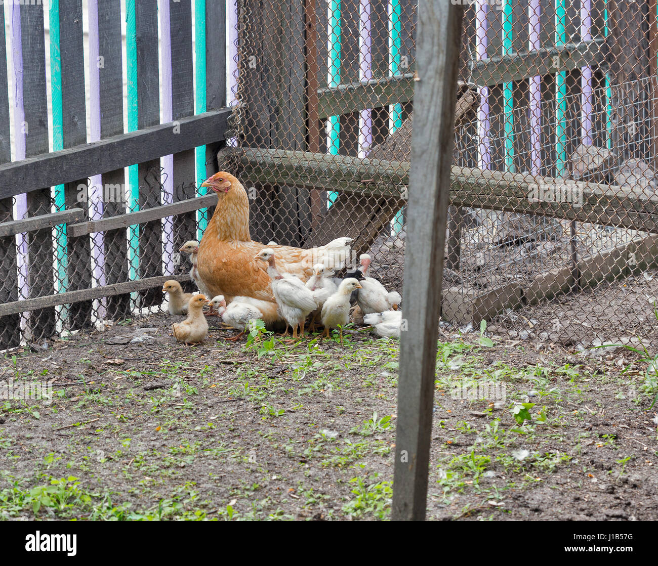 Free range hen with small chickens outdoors Stock Photo - Alamy