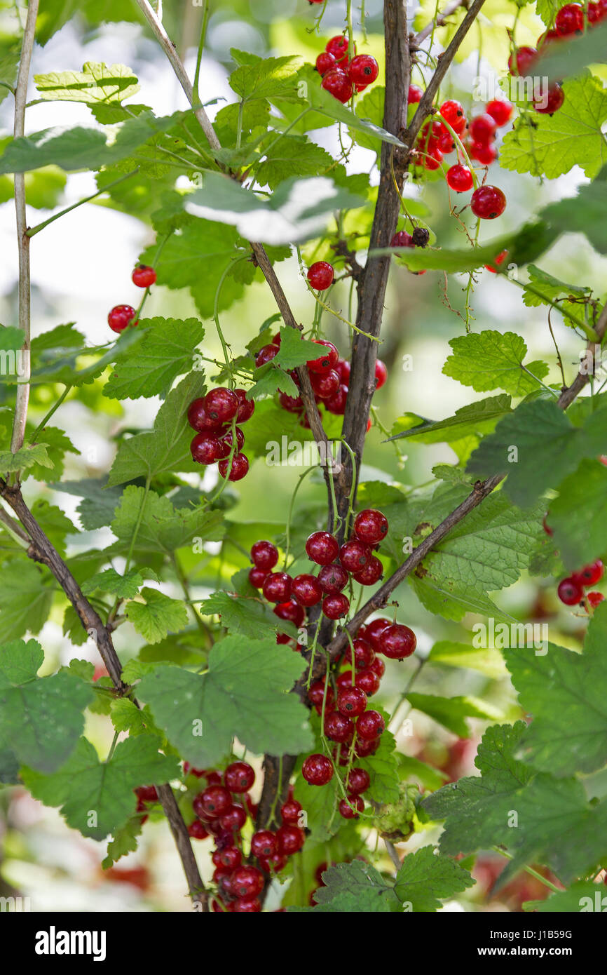 Natural currents hi-res stock photography and images - Alamy