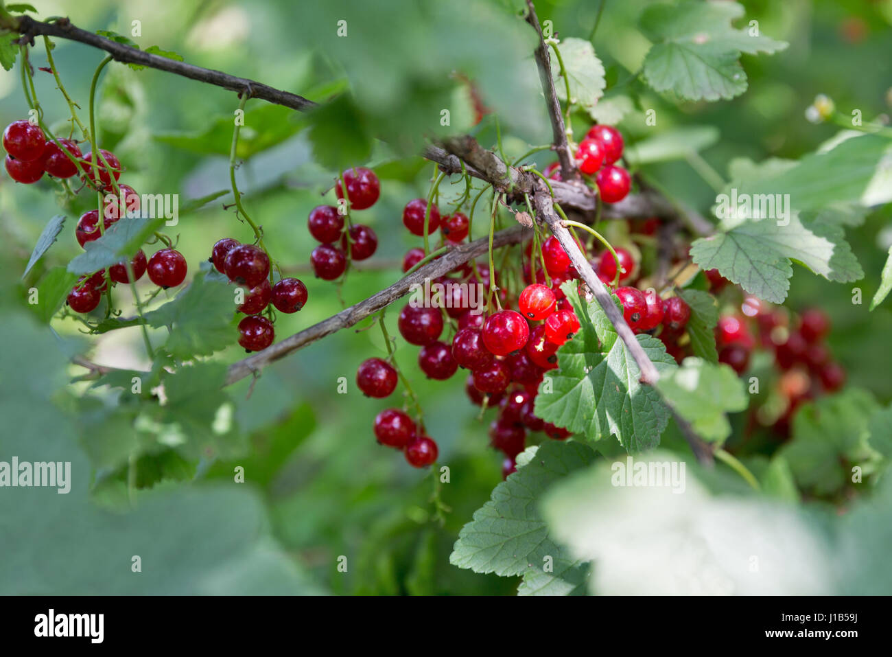 Bunch of red currents hi-res stock photography and images - Alamy