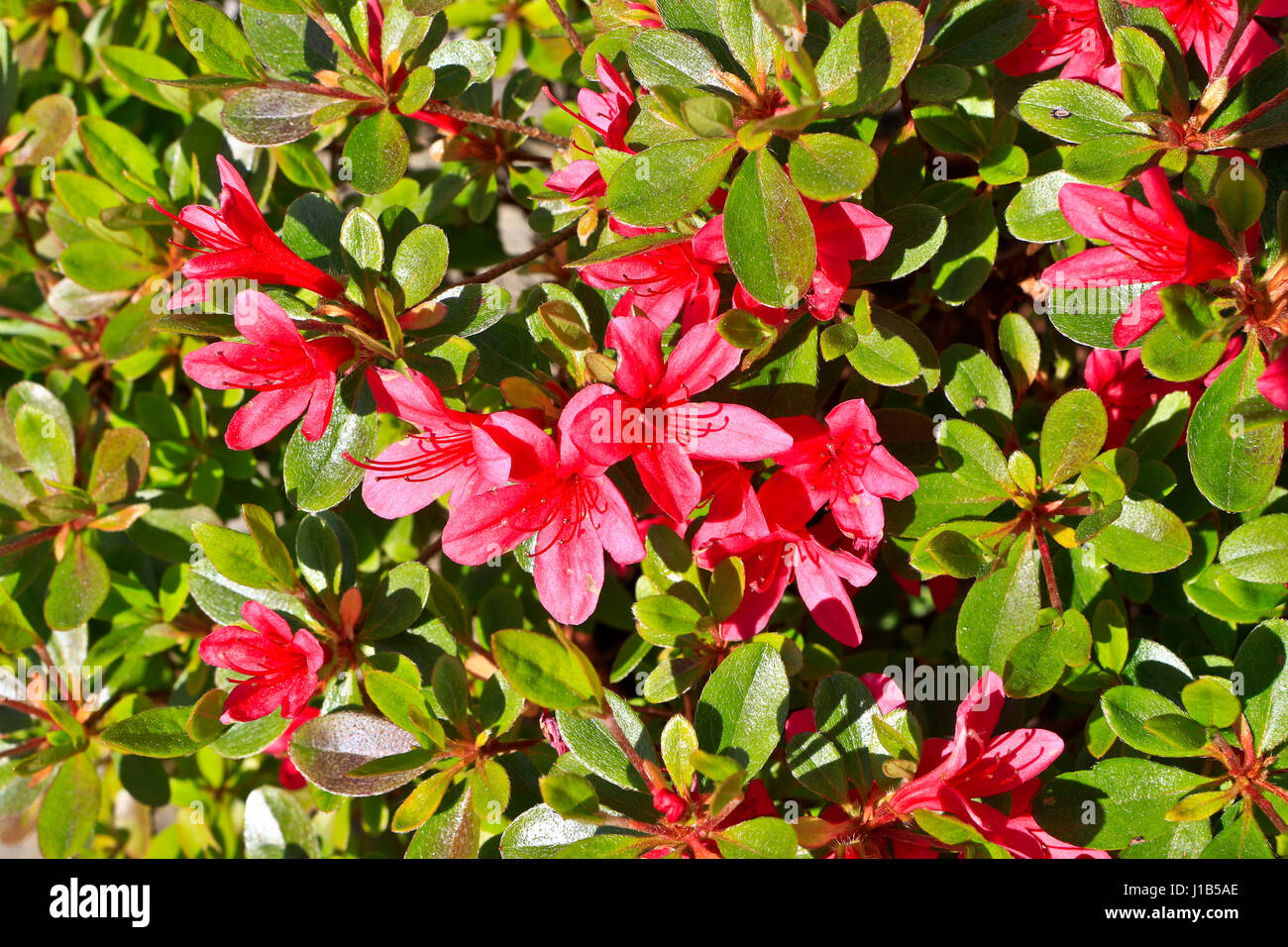 Jardinage flower hi-res stock photography and images - Alamy