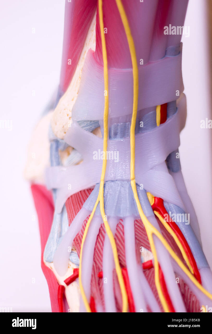 Foot medical study student anatomy model showing bones, toes, tendons ...