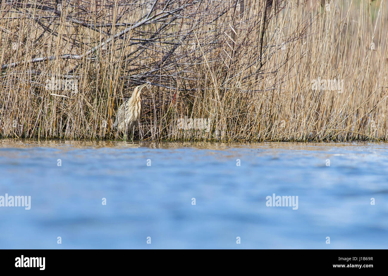 Bittern family hi-res stock photography and images - Alamy