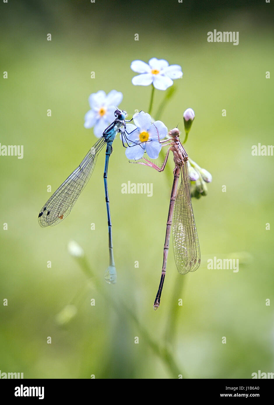 Dragonfly flower hi-res stock photography and images - Alamy