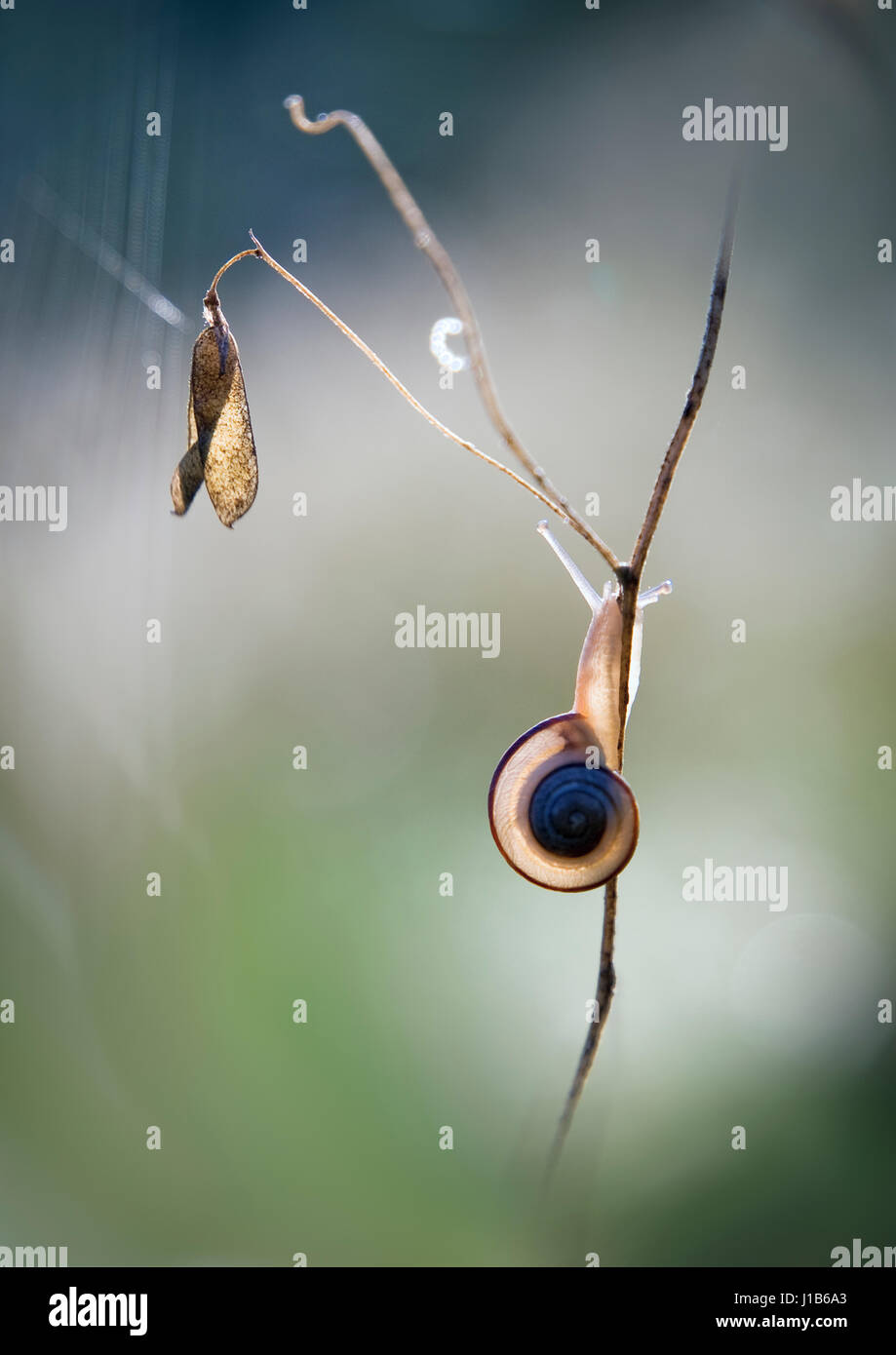 Slug climbing on stick Stock Photo - Alamy