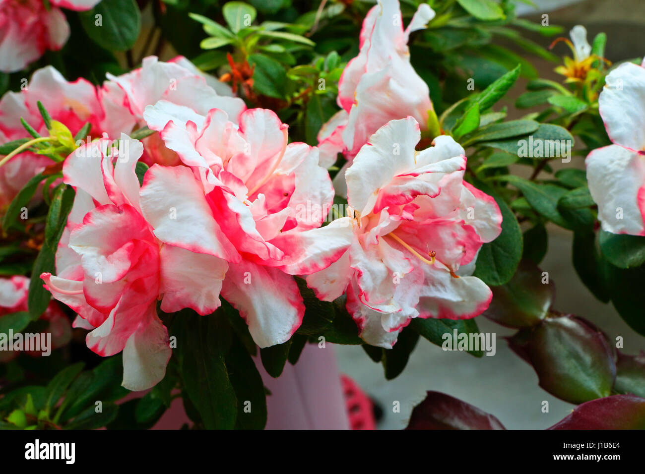 Dendron tree hi-res stock photography and images - Alamy