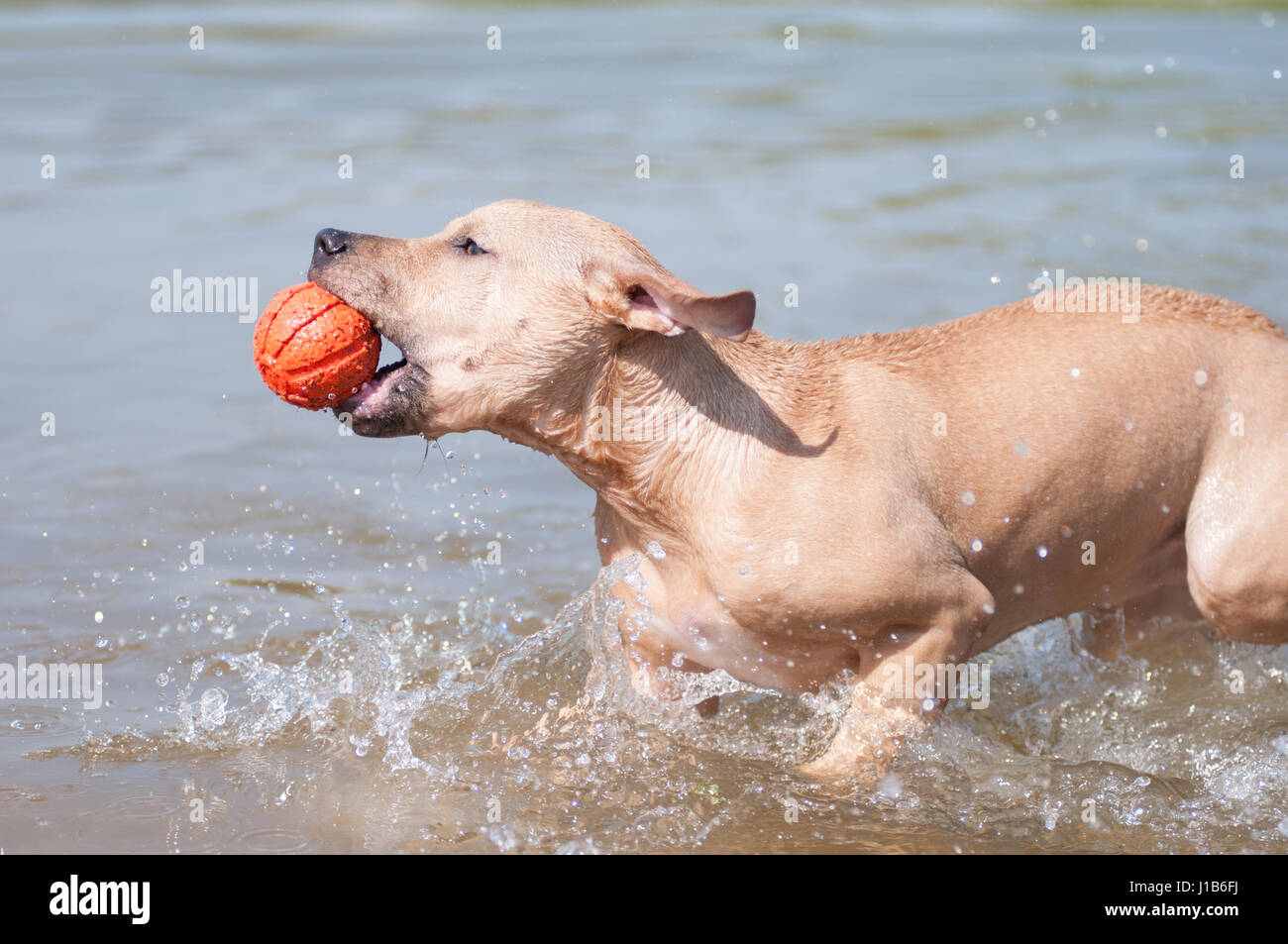 Pitbull terrier beige color plays with red ball in water Stock Photo ...