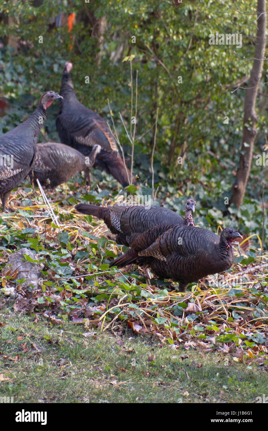 A flock of wild turkeys warily forage for food in late November Stock ...