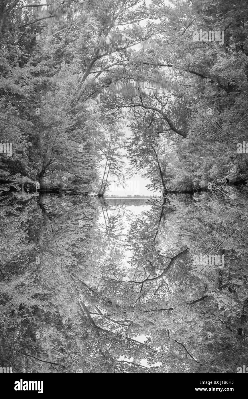 Reflection of a tree in water Black and White Stock Photos & Images - Alamy