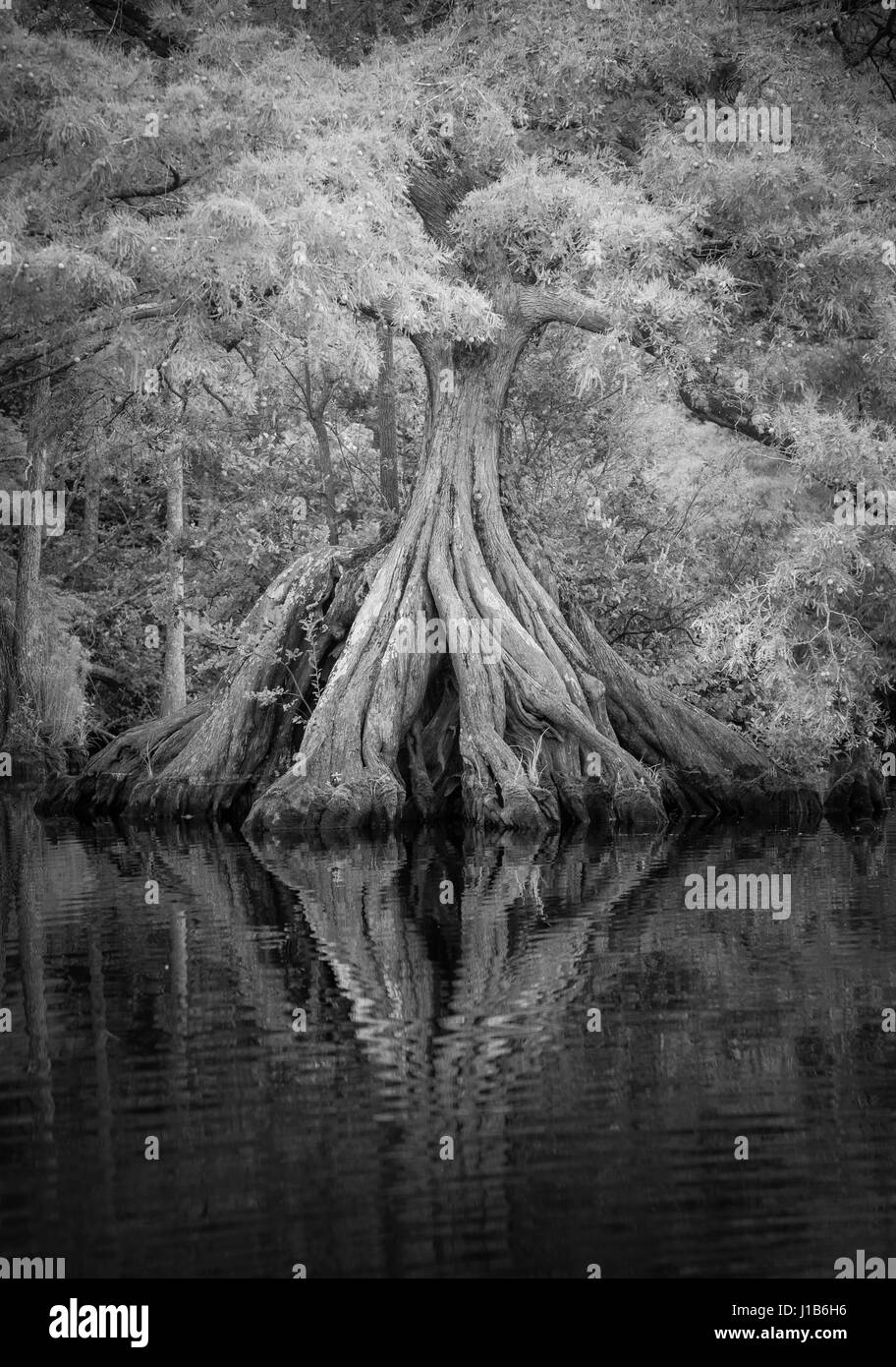 Expansive tree roots in river Stock Photo - Alamy