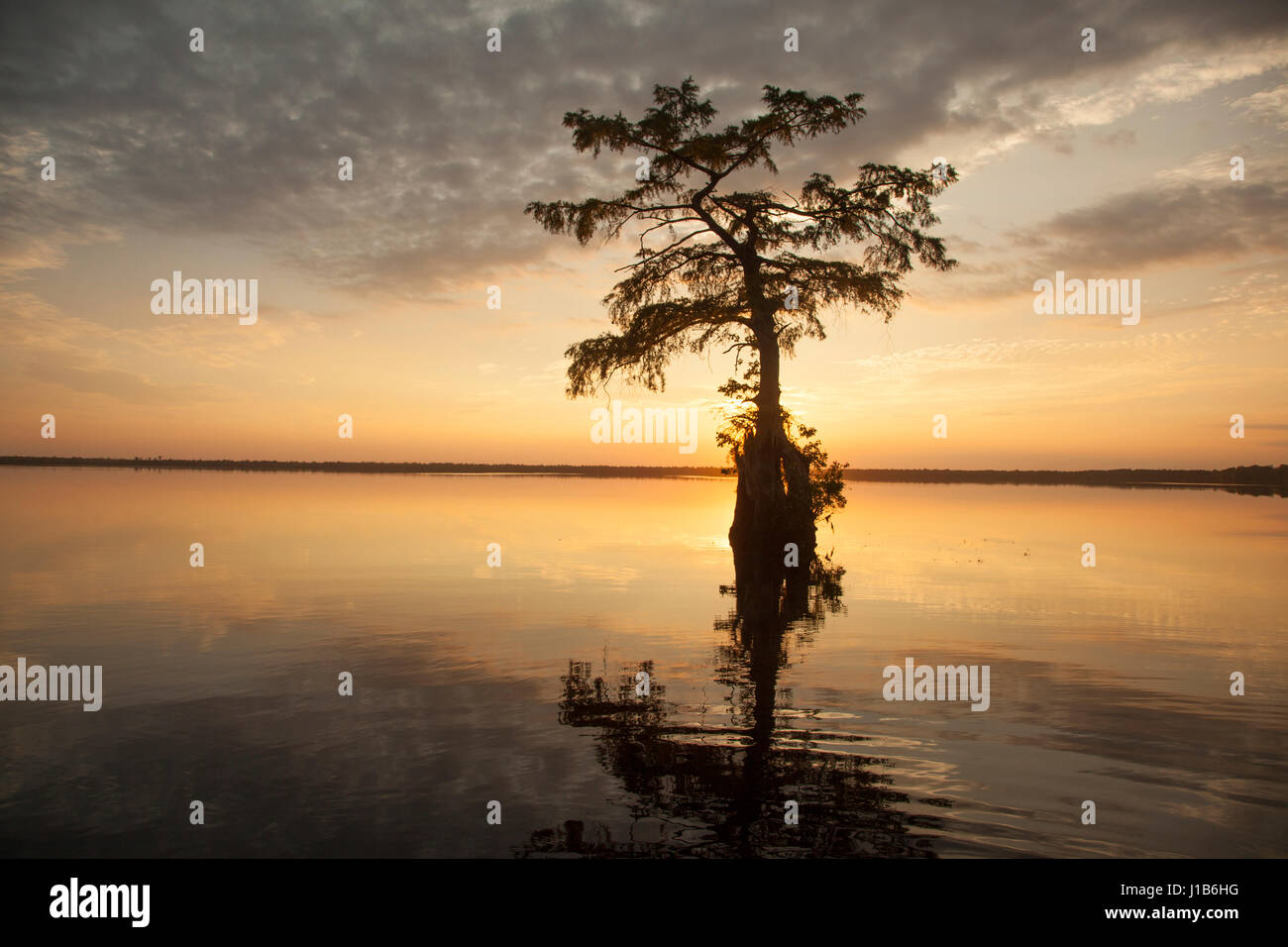 Reflection of tree in river at sunset Stock Photo - Alamy