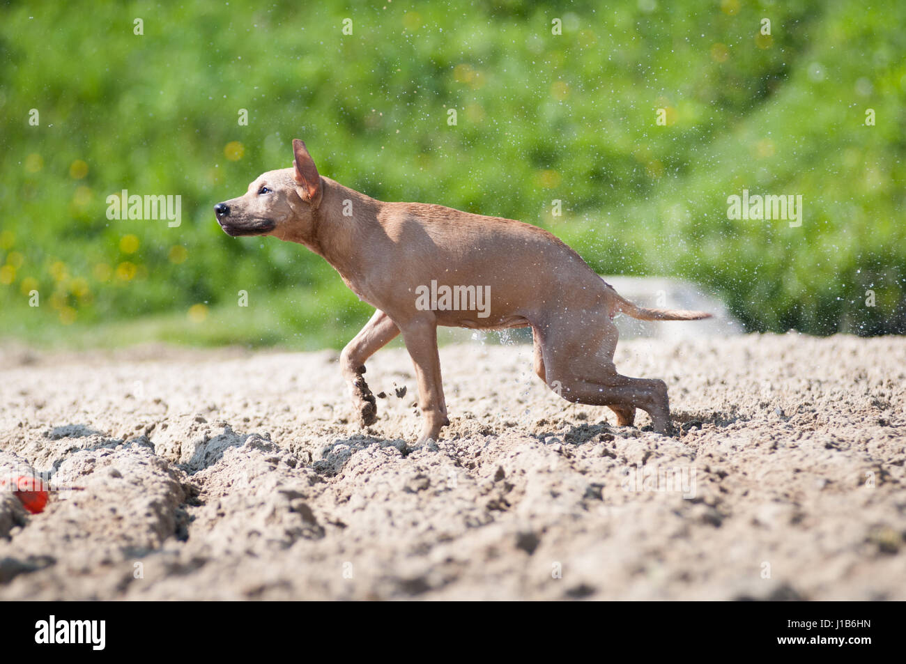 Pitbull terrier beige color overflowing after swimming in lake Stock ...