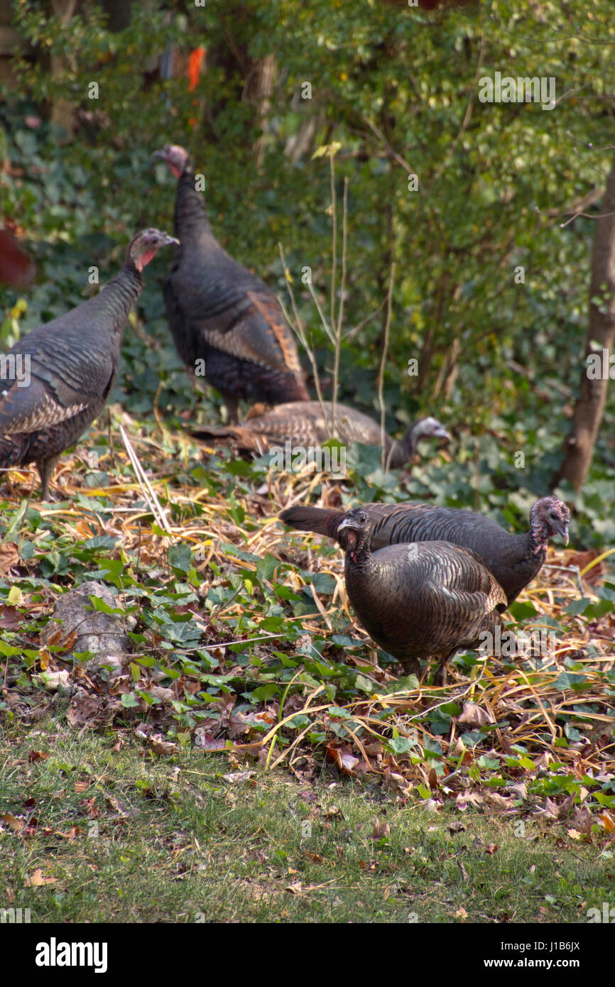 A flock of beautiful wild turkeys warily forage for food in late ...
