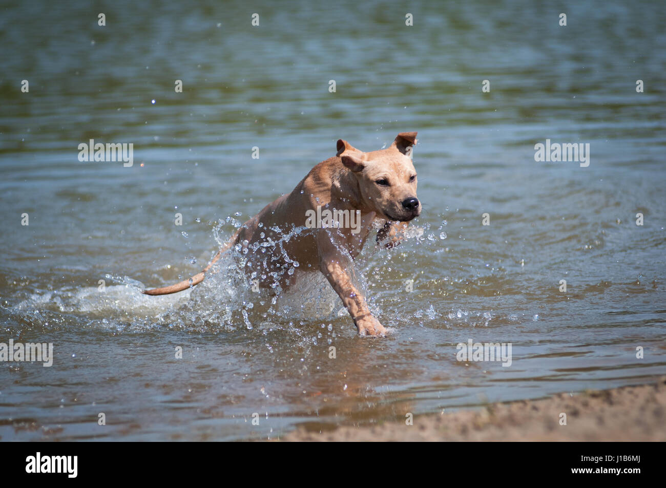 Beige pitbull terrier running out from water with splash Stock Photo ...