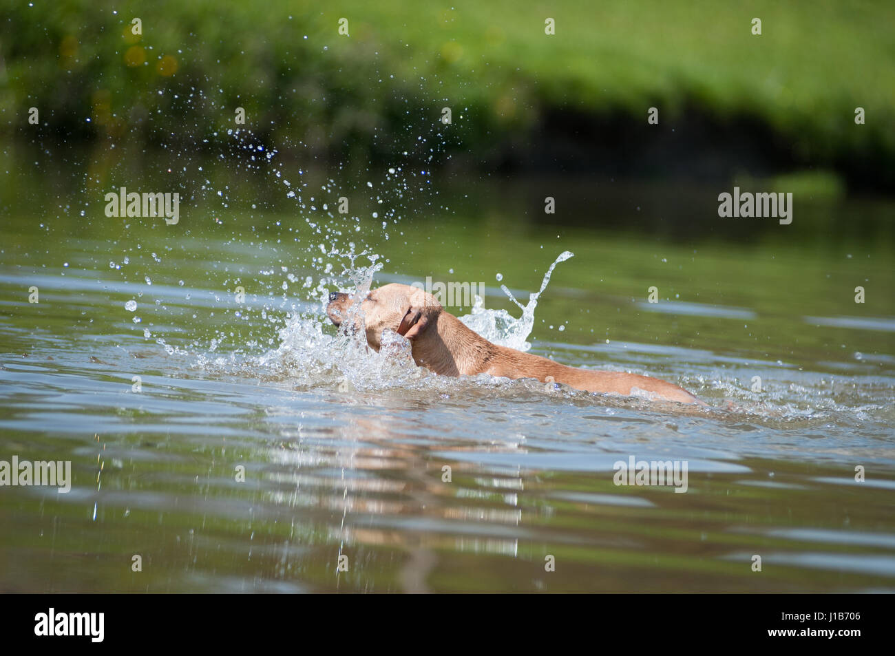 Beige pitbull terrier running out from water with splash Stock Photo ...
