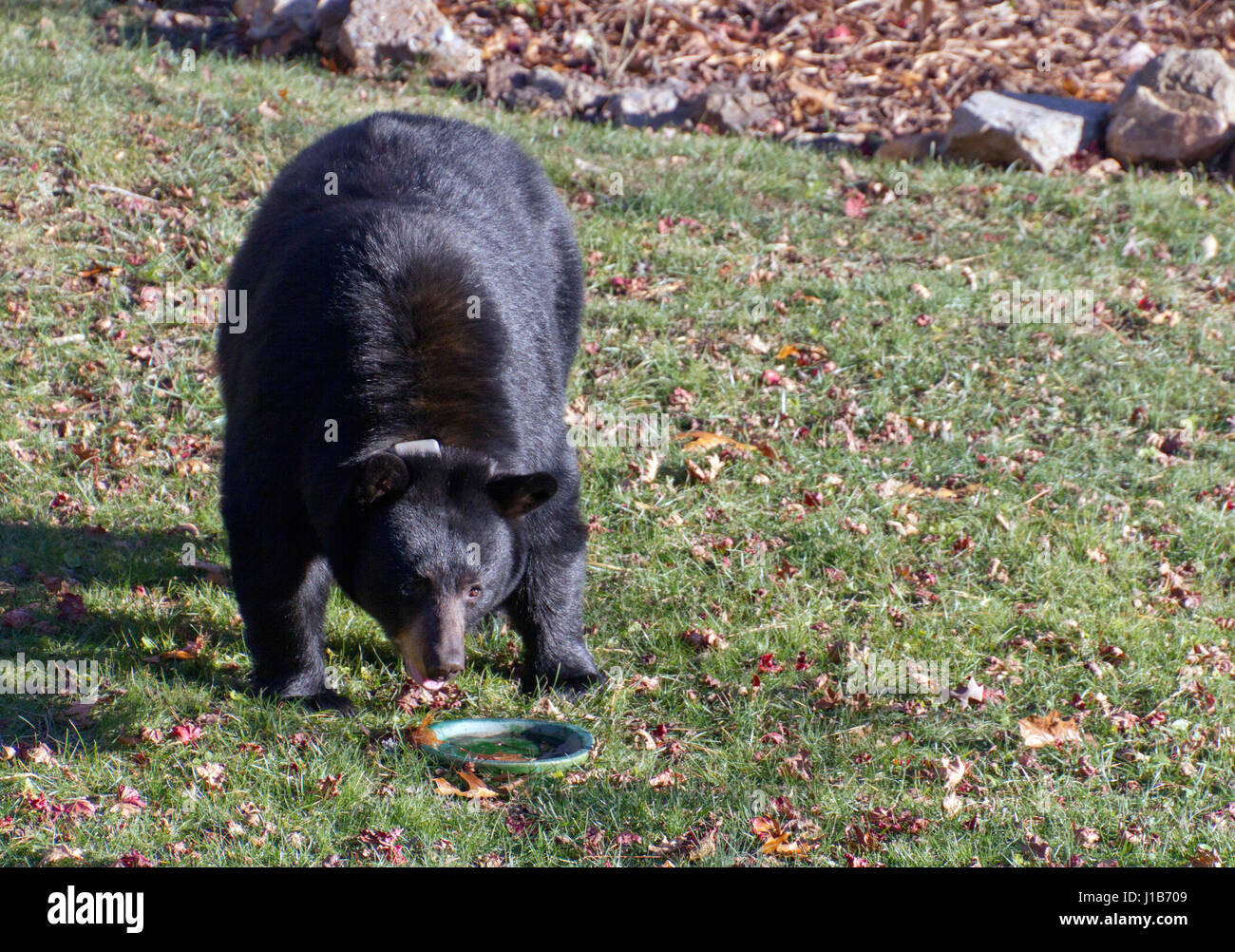 Female Black Bear Winter High Resolution Stock Photography and Images ...