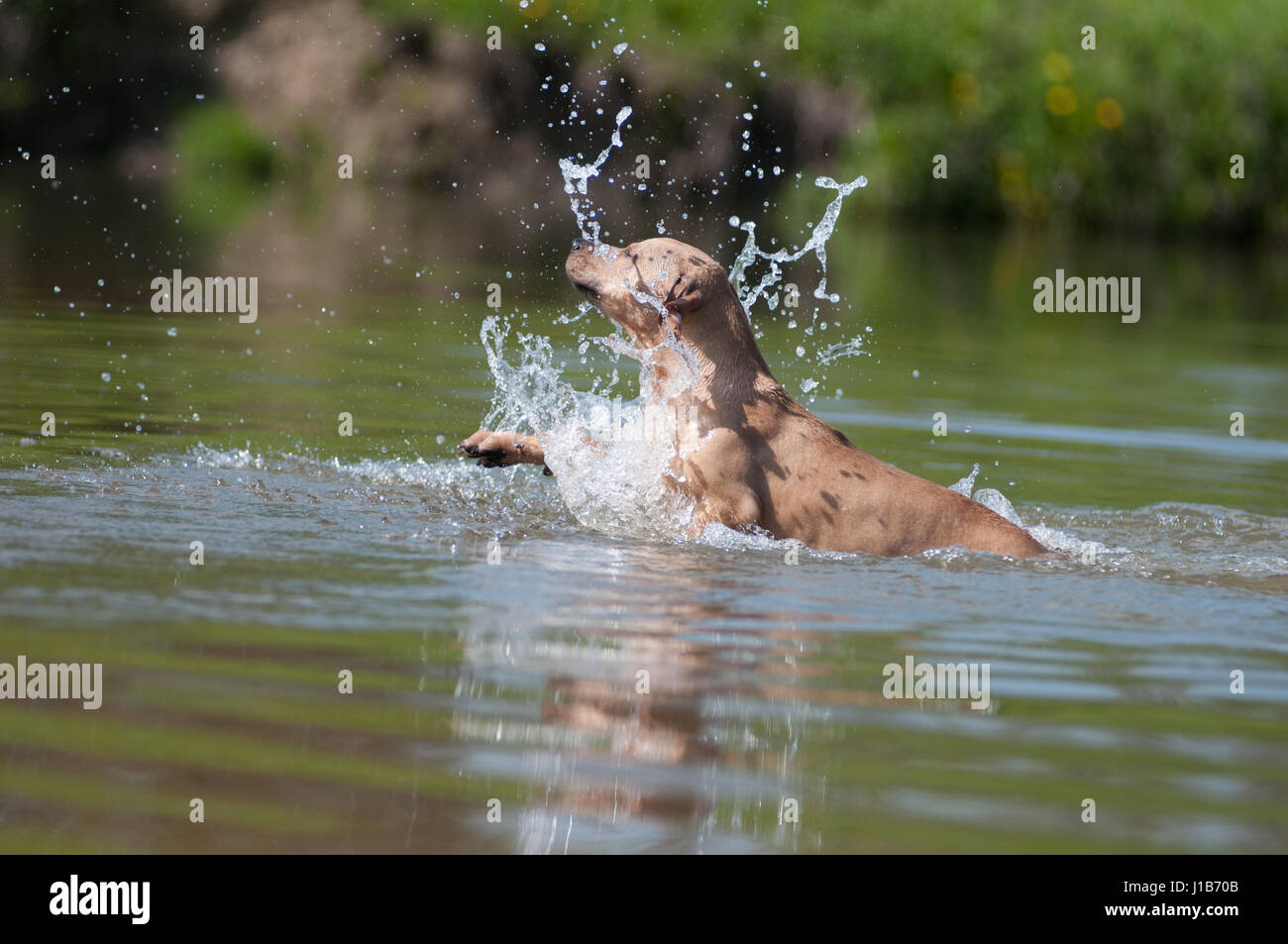 Beige pitbull terrier running out from water with splash Stock Photo ...