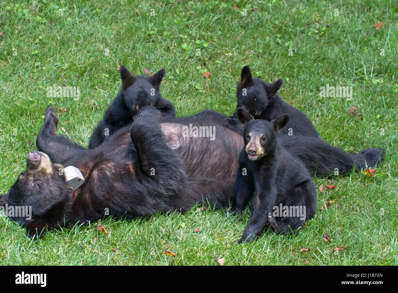 Mama Black Bear And Cubs