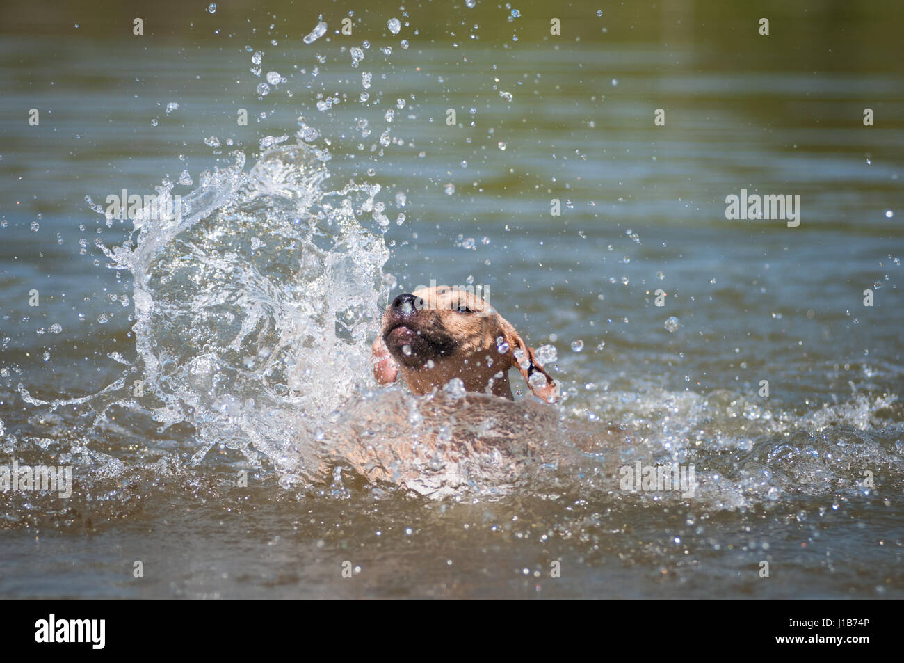 Pitbull running water hi-res stock photography and images - Alamy