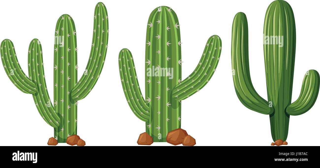 Different shapes of cactus illustration Stock Vector Image & Art - Alamy