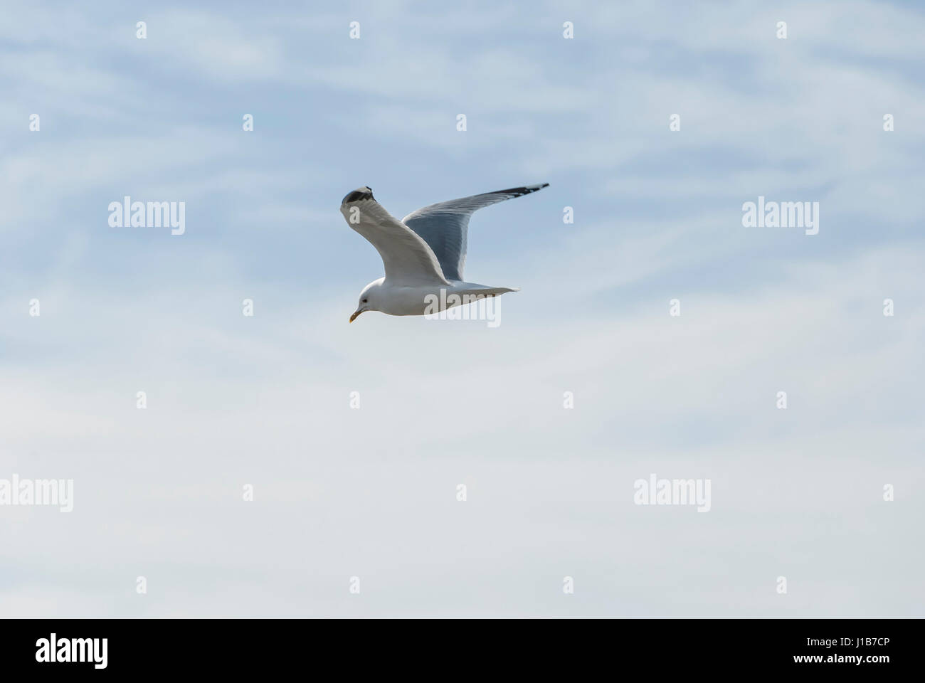 Flying sea gull Stock Photo - Alamy