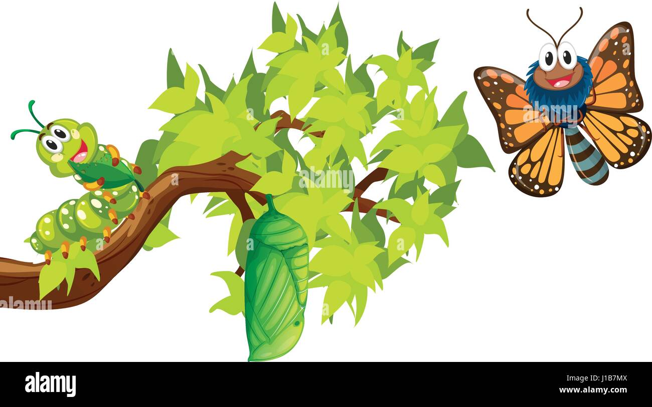 Butterfly Life Cycle Clipart Butterfly Life Cycle Vector Butterfly