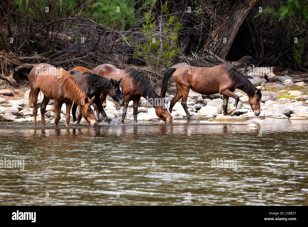 Wild horses on the Lower Salt River Tonto National forest near Mesa ...