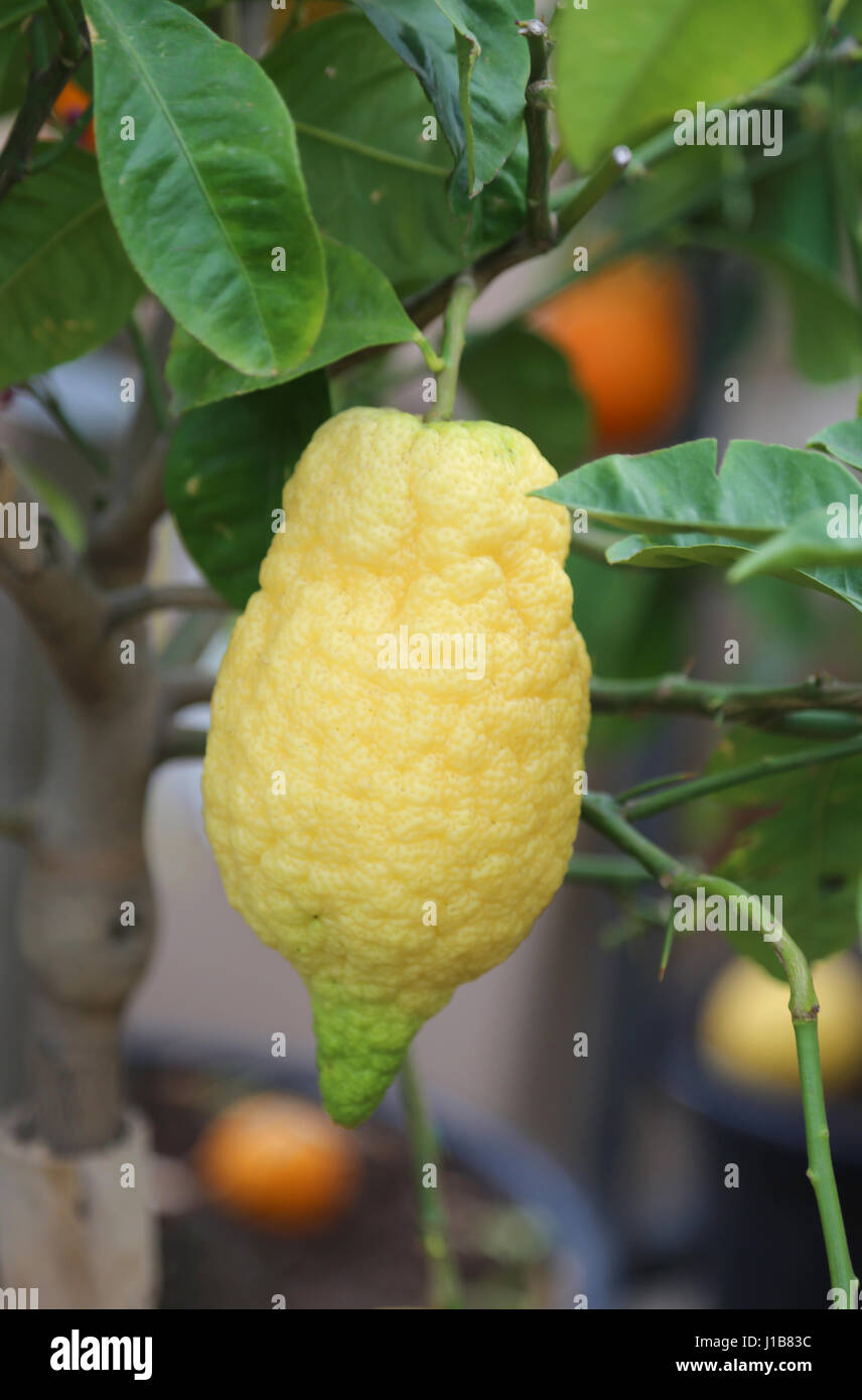 big organic lemon yellow in the farm that cultivates plants with ...