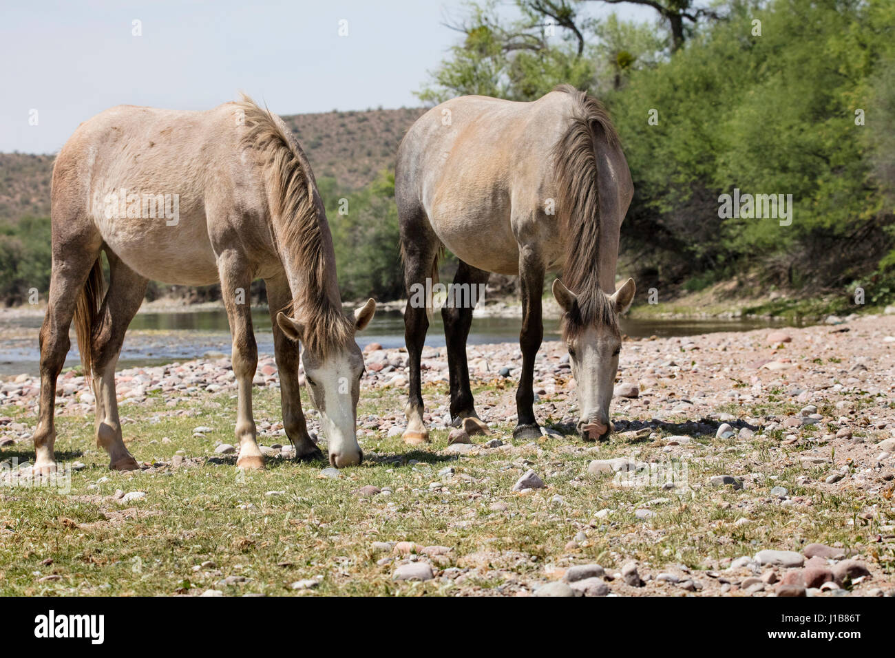 Wild horses on the Lower Salt River Tonto National forest near Mesa ...