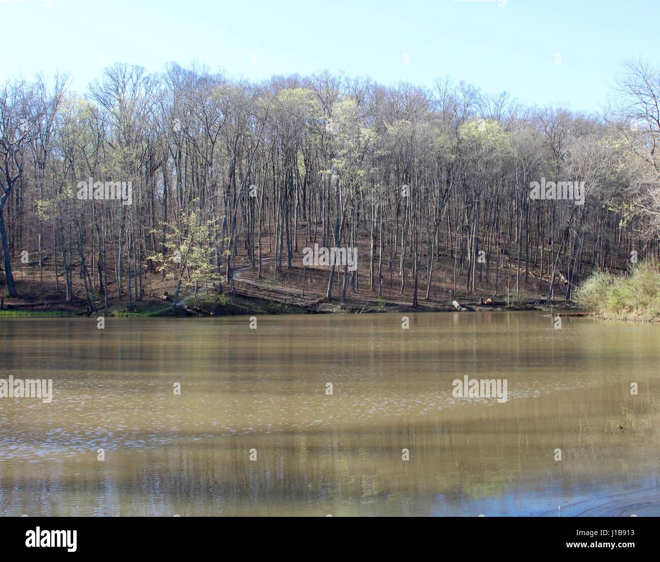 A view of the falling tree in the forest Stock Photo - Alamy