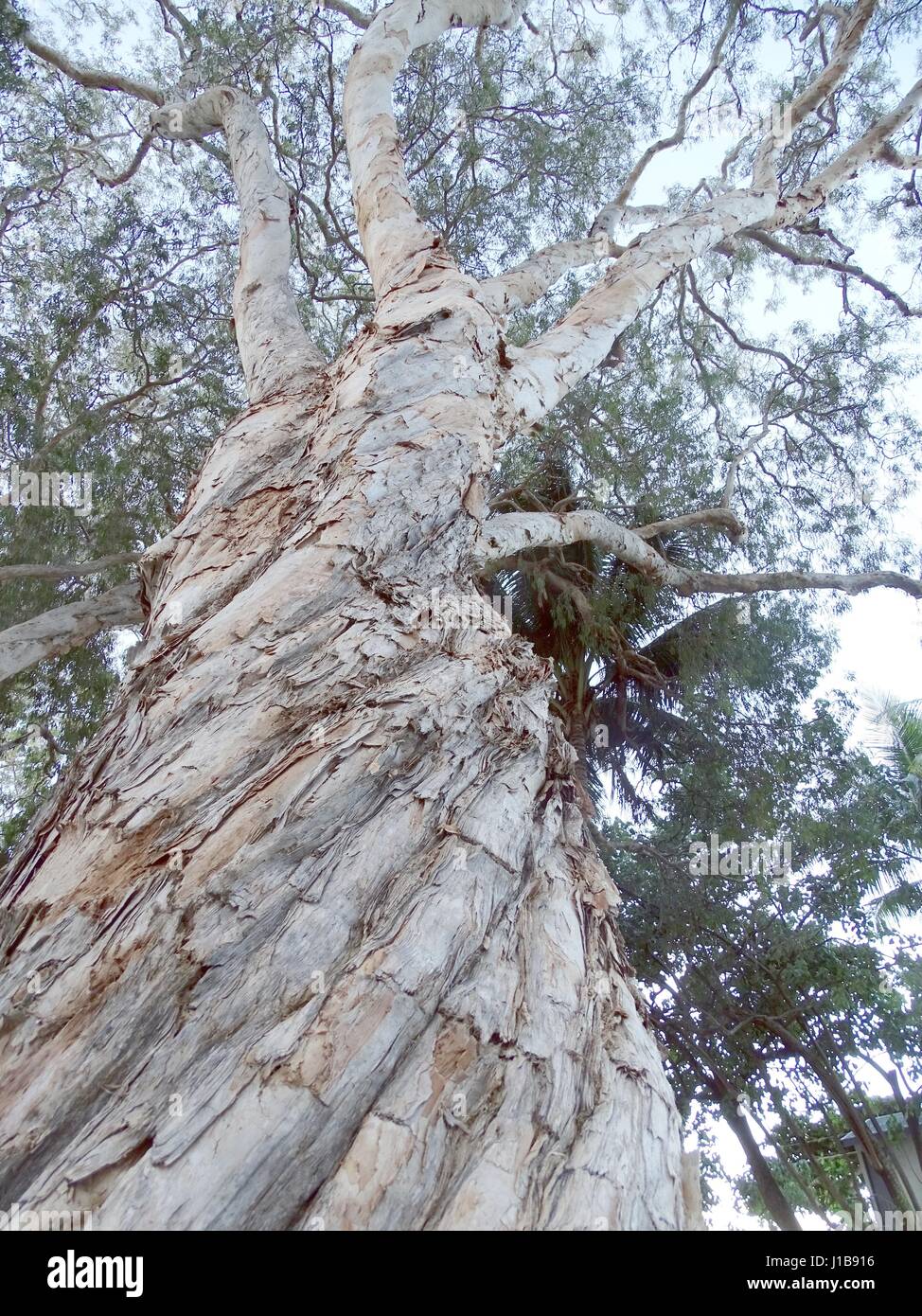 Melaleuca bark hi-res stock photography and images - Alamy