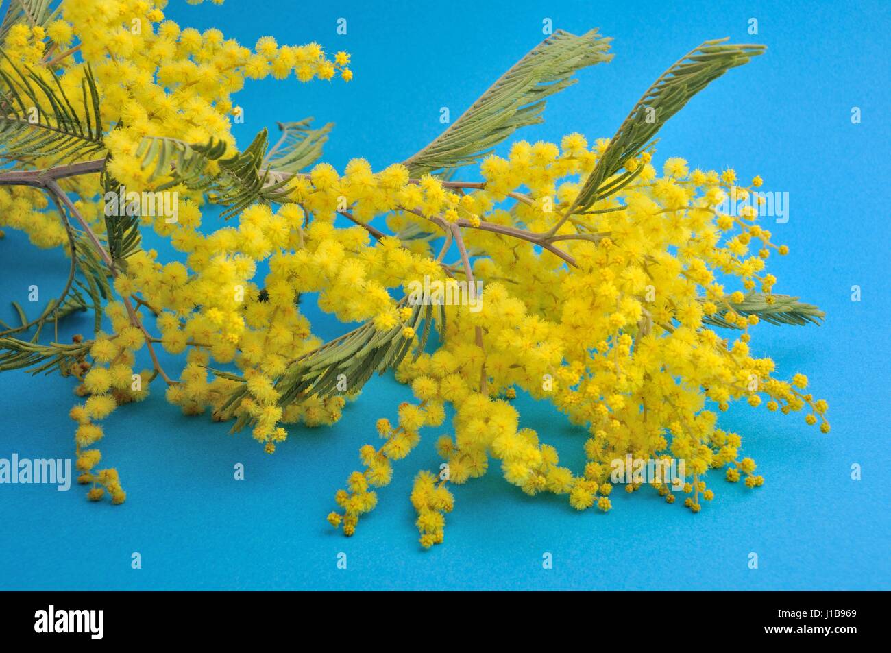 mimosa flowers studio shot Stock Photo - Alamy