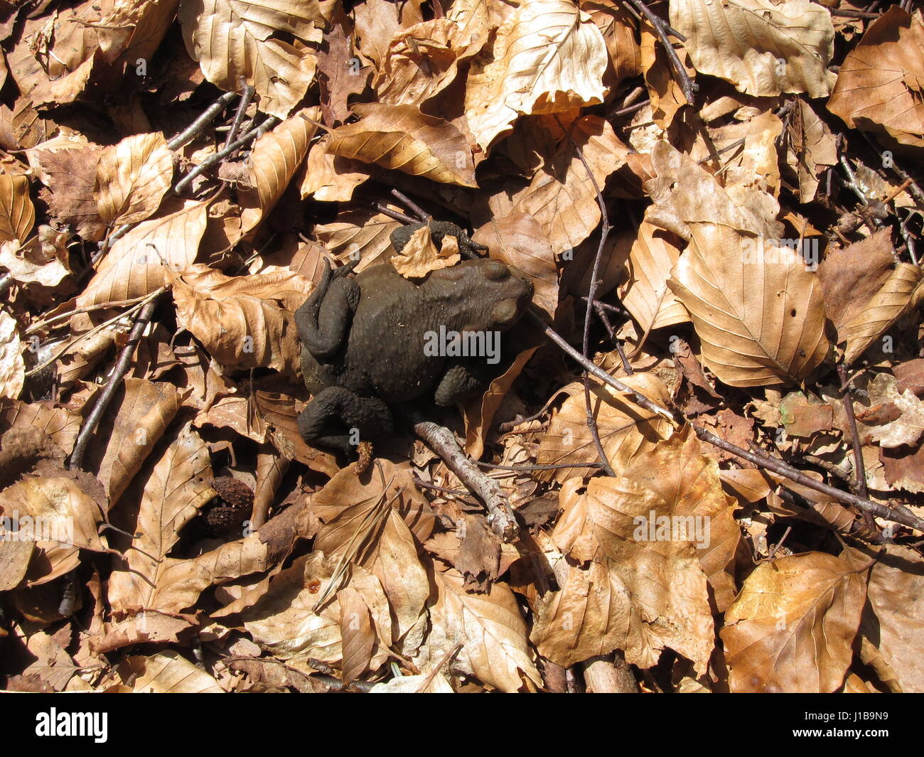 toad in a forest Stock Photo - Alamy