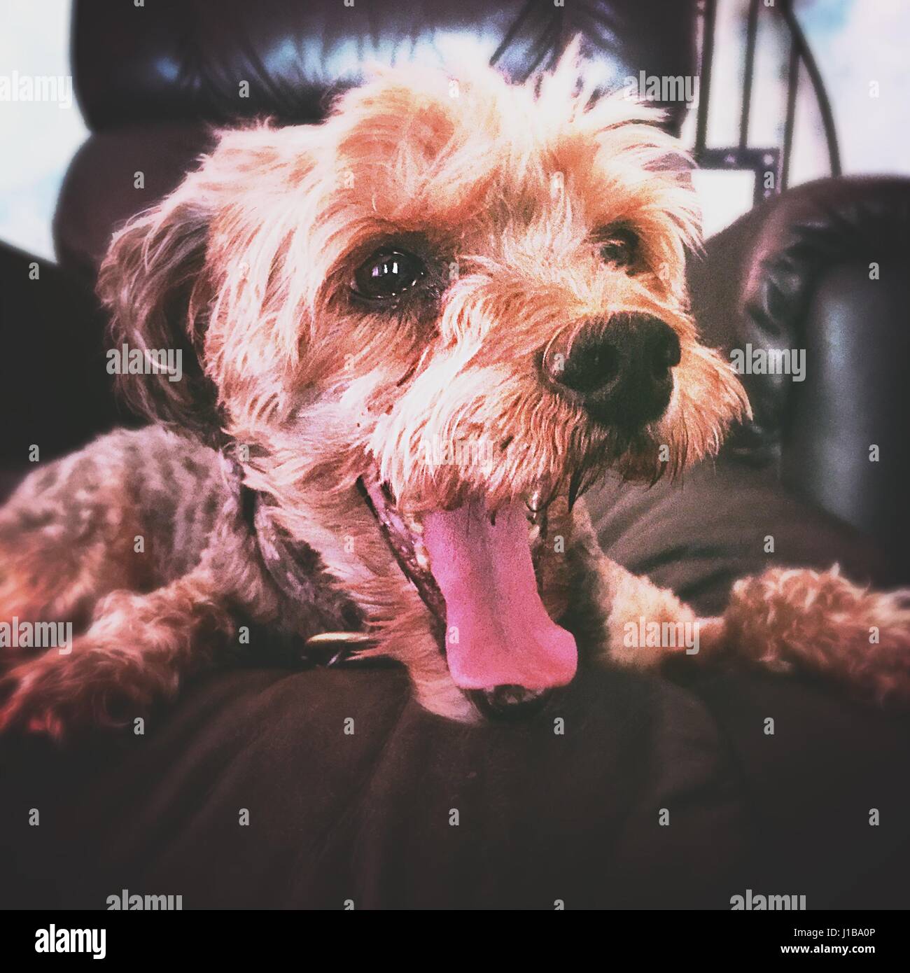 Dog Vicious High Resolution Stock Photography and Images - Alamy