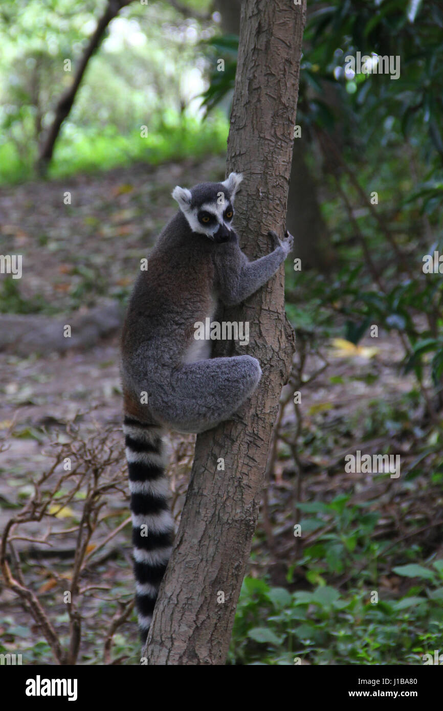 Lemur Holding On Tree High Resolution Stock Photography and Images - Alamy