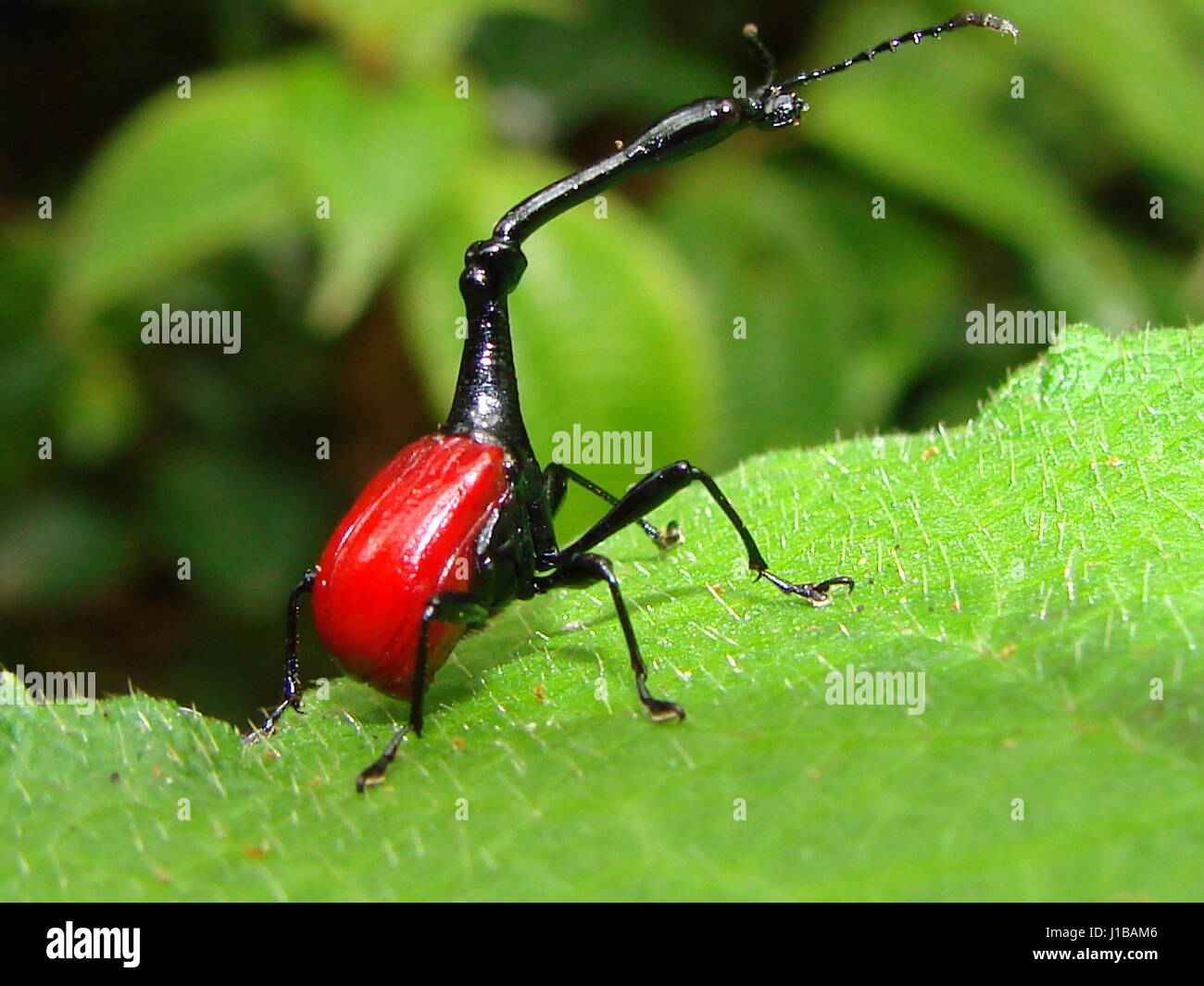 Giraffe Beetle Stock Photos & Giraffe Beetle Stock Images - Alamy
