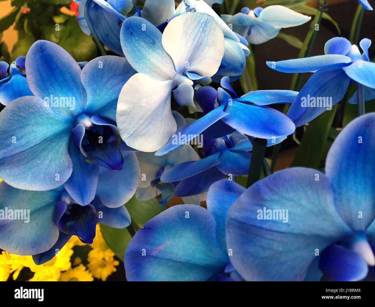 Blue Orchids High Resolution Stock Photography and Images - Alamy
