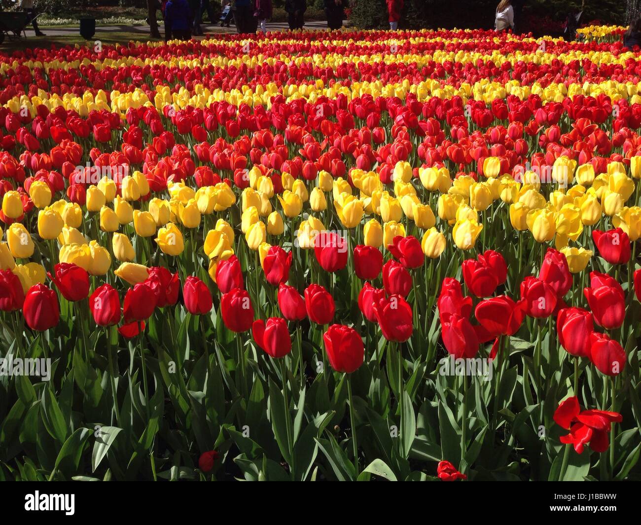 Tulip Mania High Resolution Stock Photography and Images - Alamy